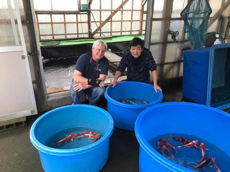 Laguna Koi Ponds | MDM Pumps