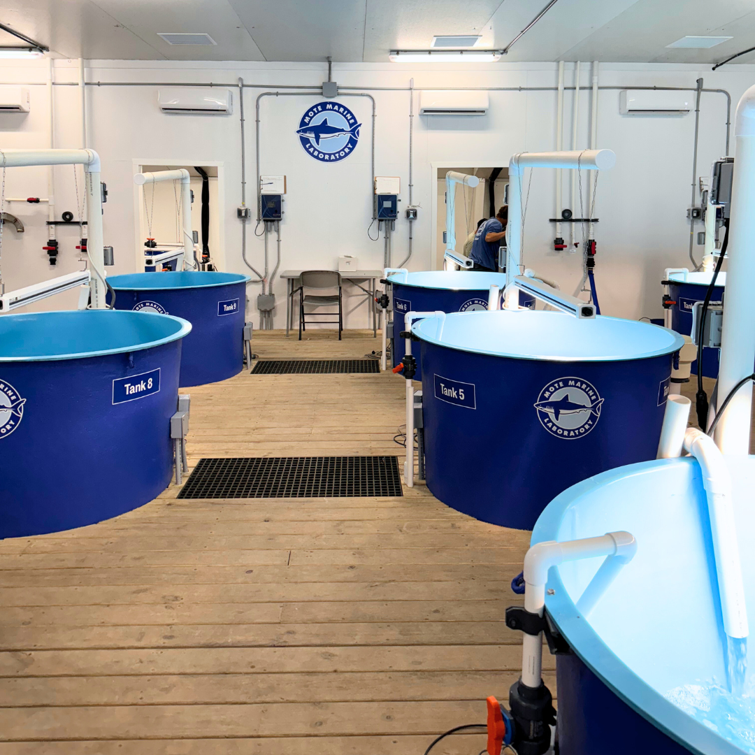 MOTE Red Tide Lab (MAP) | MDM, Inc.