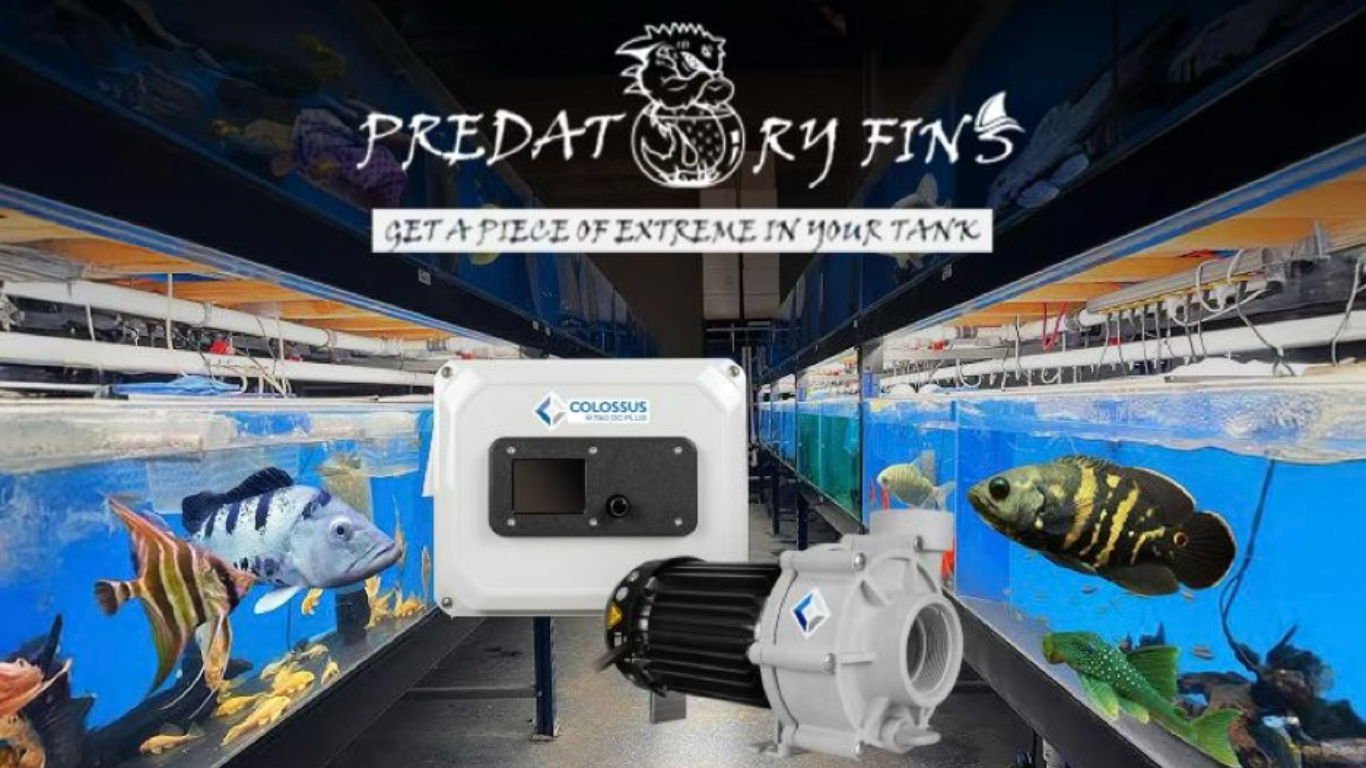 Precision Under Pressure: The Colossus DC Plus in Action with Predatory ...