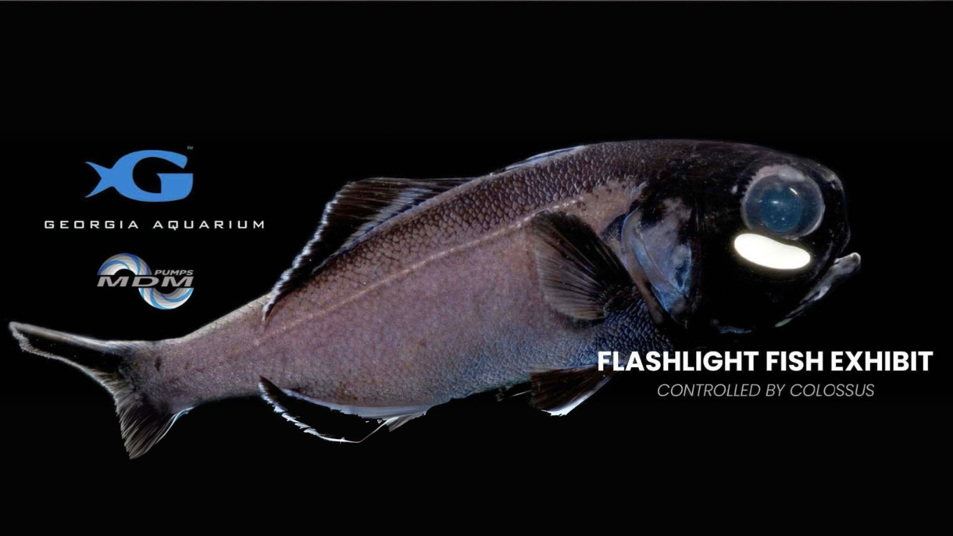 Iluminando el camino hacia la innovación: el Acuario de Georgia en las ...